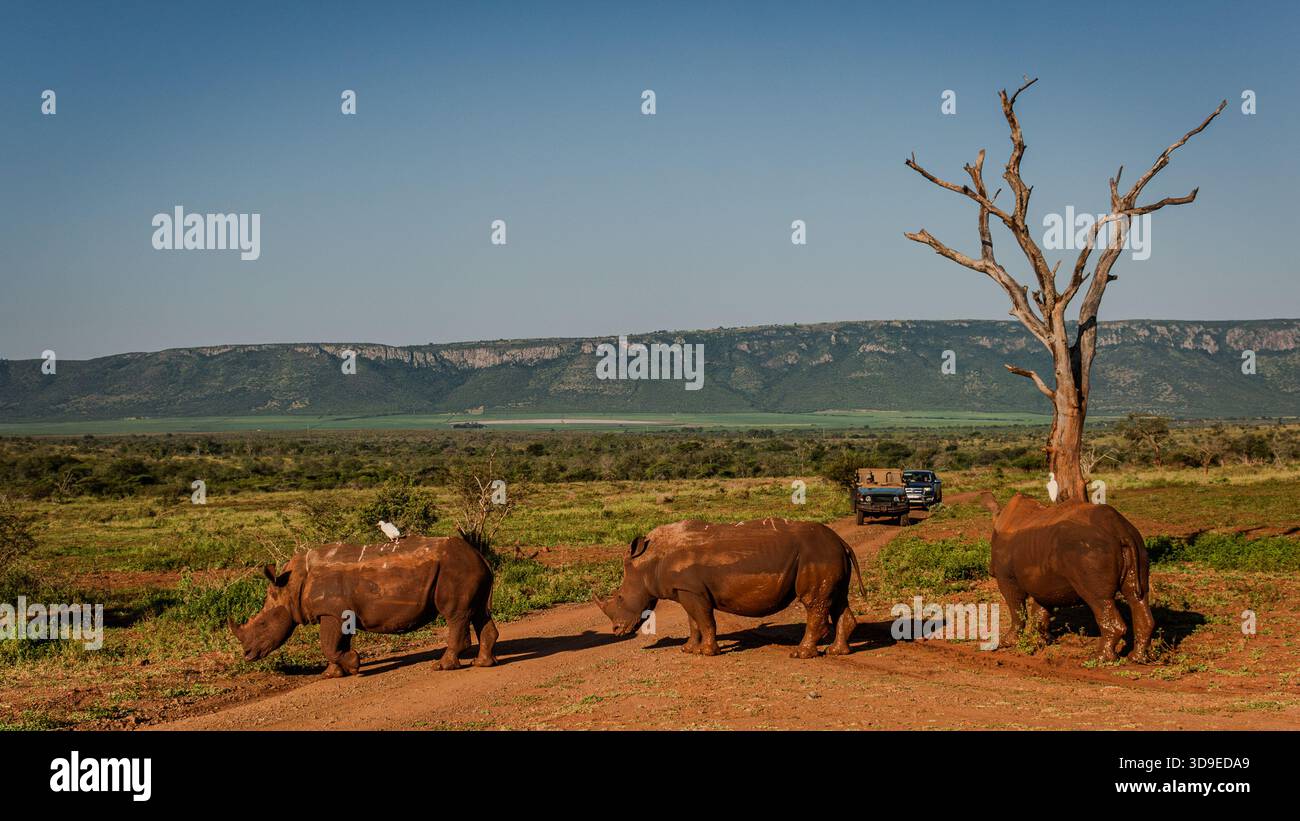 Crash of wild rhinos blocking road hi-res stock photography and images ...