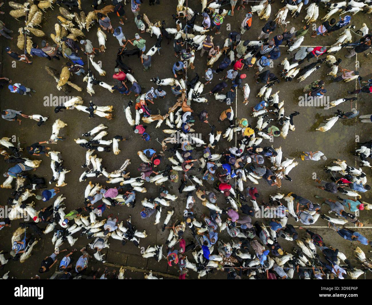 Aerial view of the bustling Kaligesing goat market with people and ...