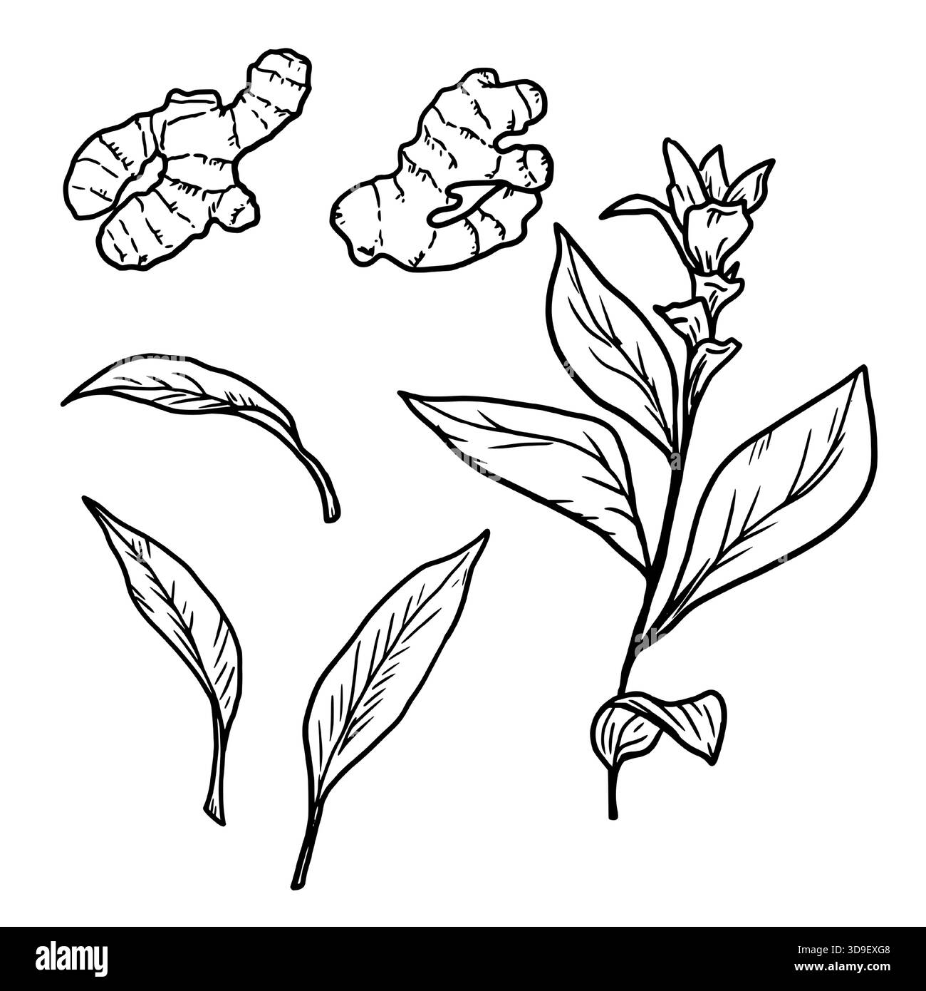 Spicy root Black and White Stock Photos & Images - Alamy