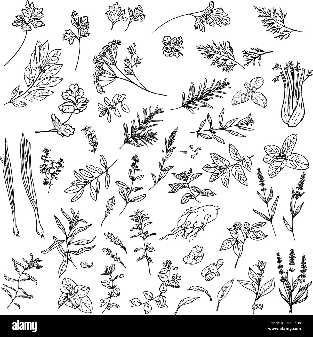 Spicy basil Black and White Stock Photos & Images - Alamy