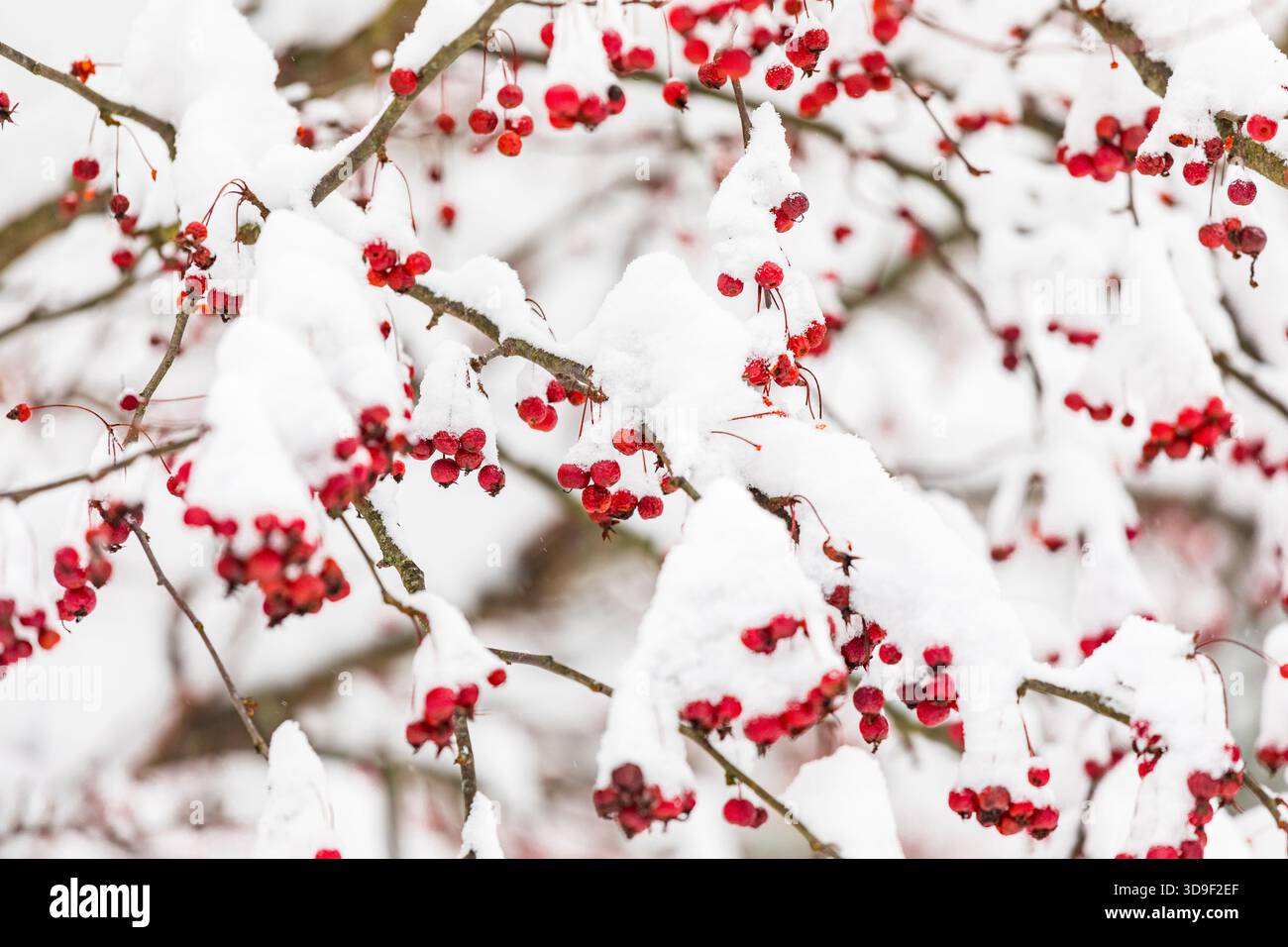 Red berries snow berry xmas hi-res stock photography and images - Alamy