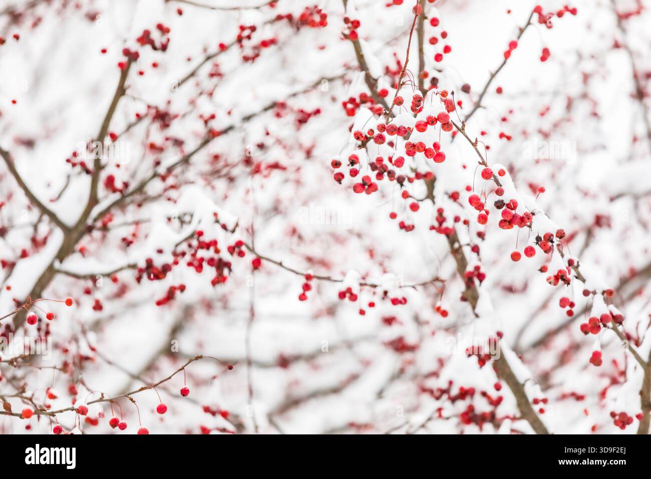 Red berries snow berry xmas hi-res stock photography and images - Alamy
