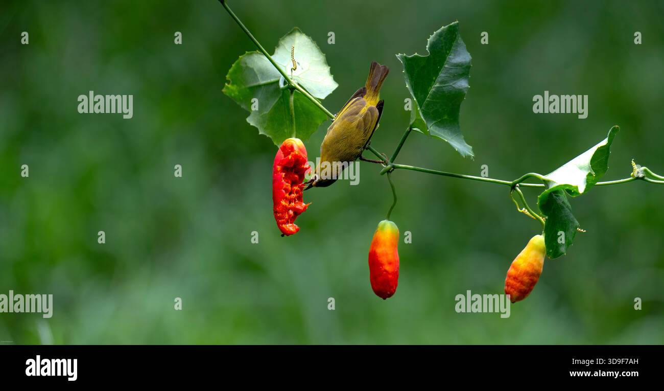 Warbling white eye zosterops hi-res stock photography and images - Alamy
