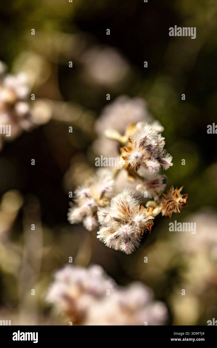 On the outskirts of kalgoorlie boulder hi-res stock photography and ...