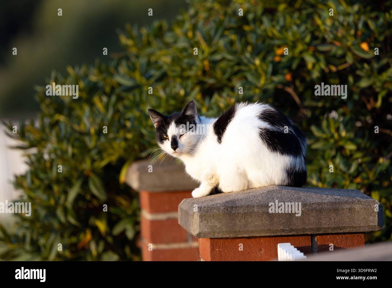 11.08.2025, Roedinghausen, Nordrhein-Westfalen, GER - Katze sitzt auf ...