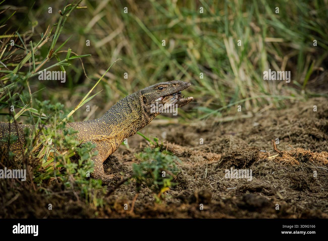 Dung beetle eaten by monitor lizard hi-res stock photography and images ...