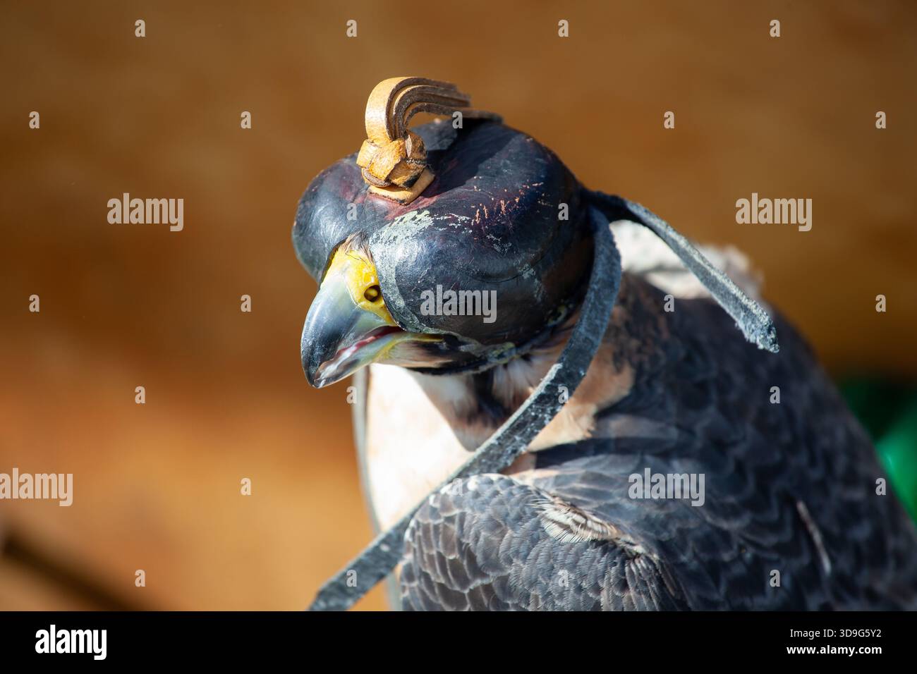 Peregrine falcon close up wearing a traditional leather hood, preparing ...