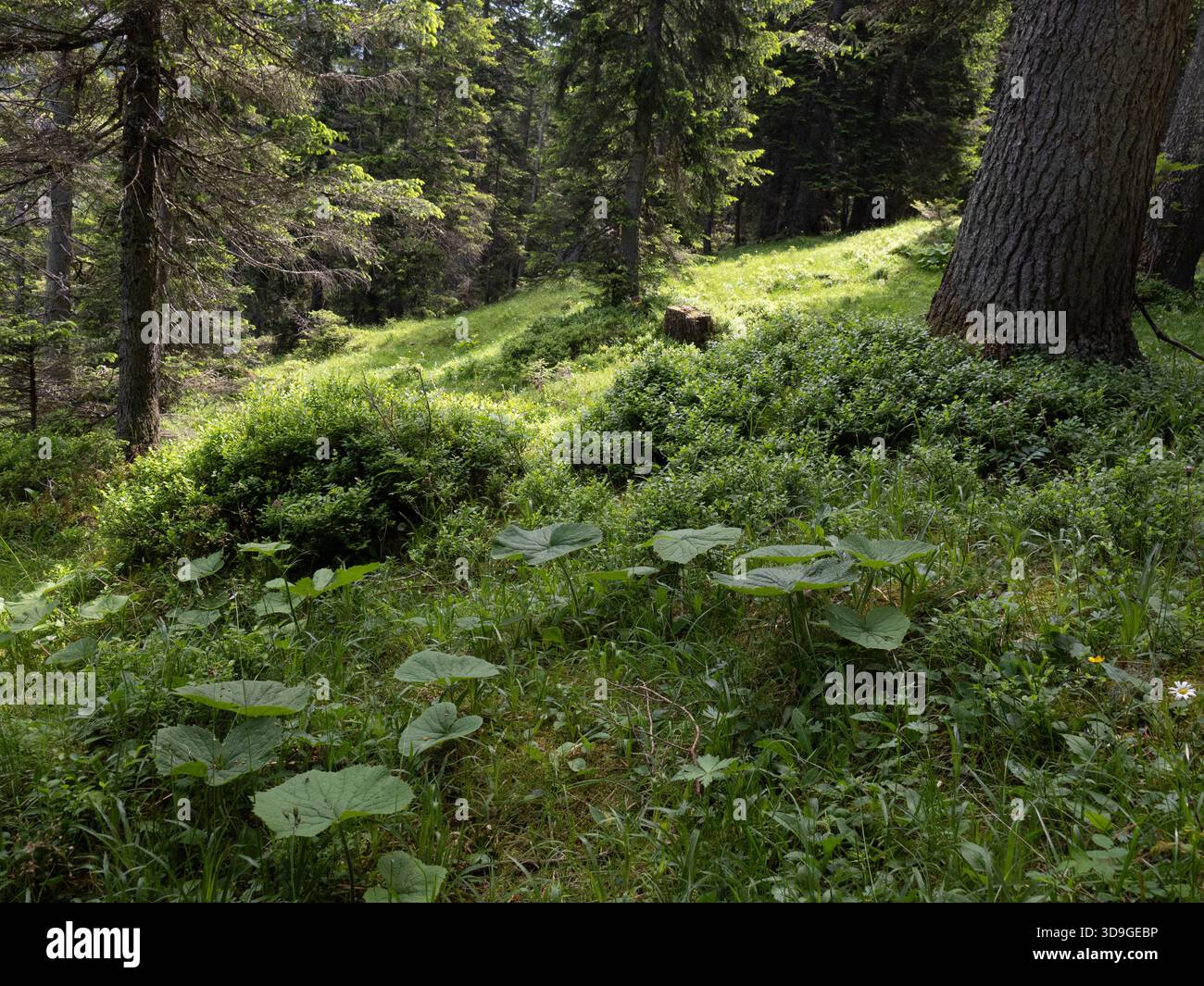Plants alpine plants hi-res stock photography and images - Alamy