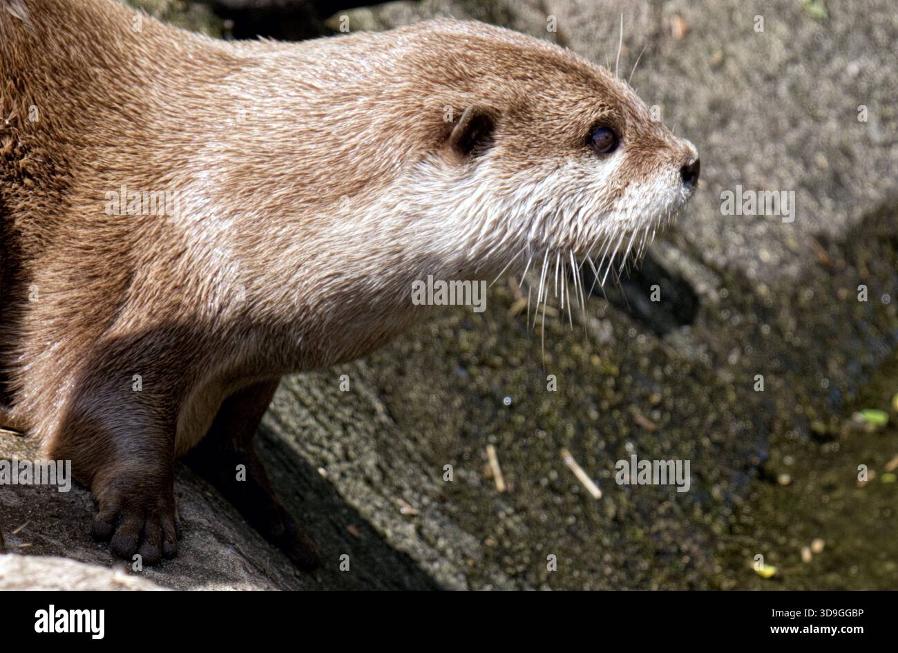 Sighting the eurasian otter in kashmirs hirpora wildlife sanctuary ...