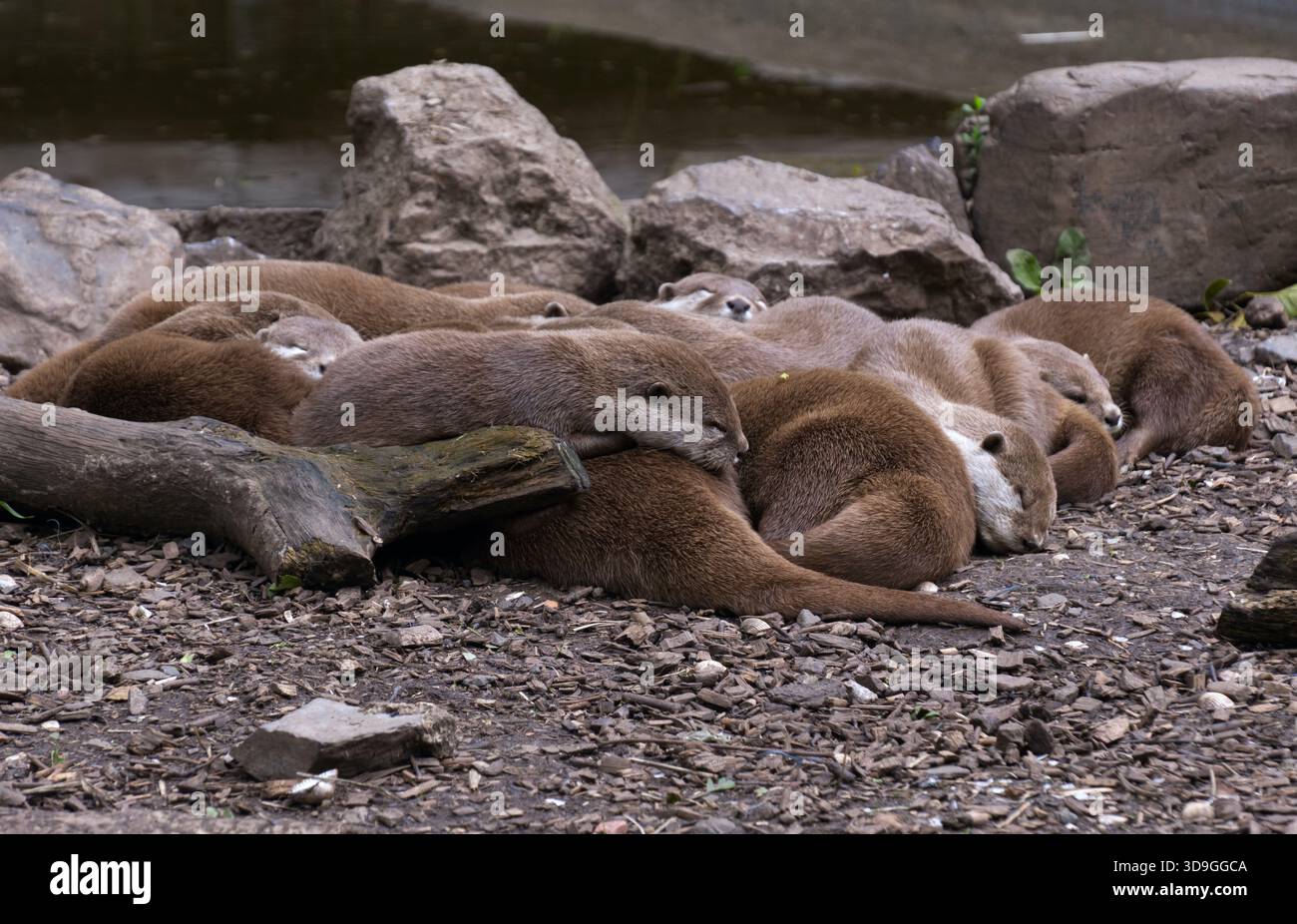 Sighting the eurasian otter in kashmirs hirpora wildlife sanctuary ...