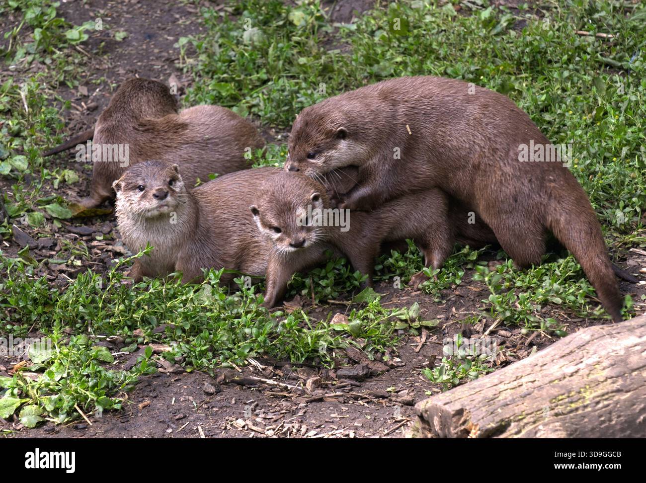 Sighting the eurasian otter in kashmirs hirpora wildlife sanctuary ...