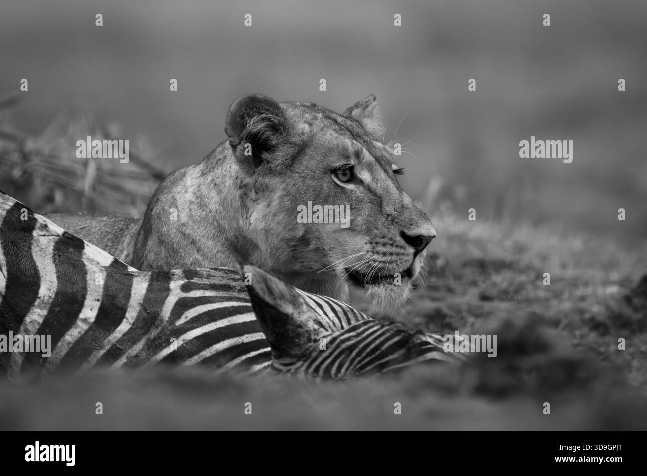 Lies in the grass Black and White Stock Photos & Images - Alamy