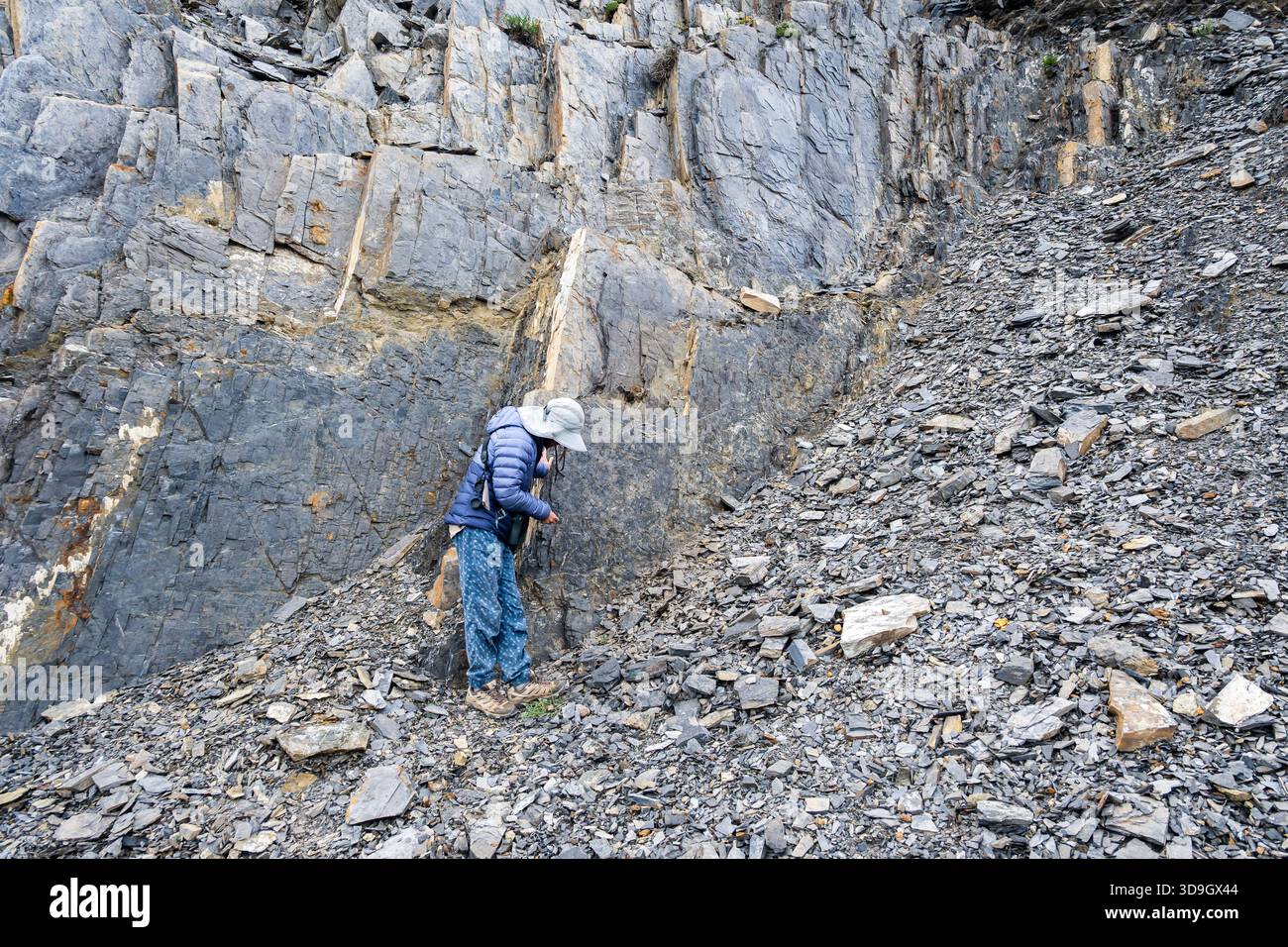 Female paleontologist studying fossils hi-res stock photography and ...