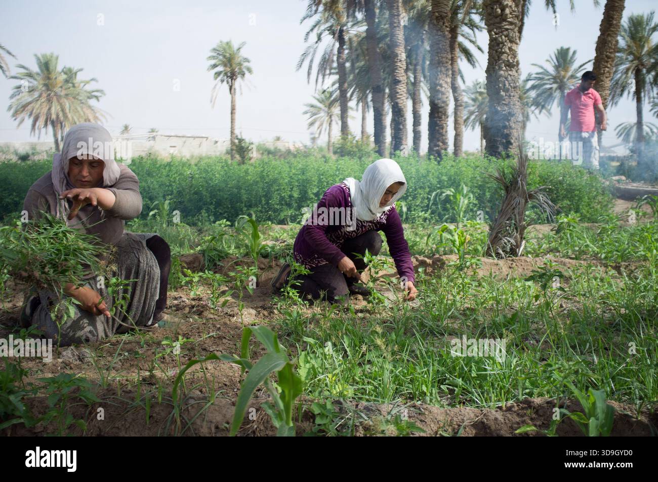 Women cultivate the Chairat family's plots in the Chott Essalem oasis ...