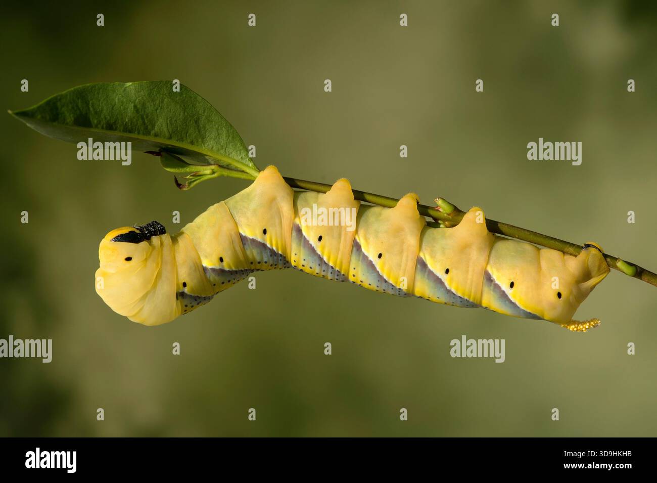 African death head hawkmoth hi-res stock photography and images - Alamy