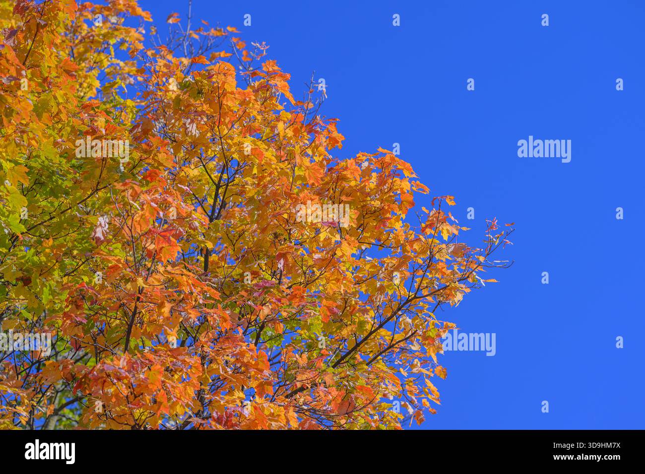 A breathtaking and stunning display of autumn leaves in vibrant shades ...