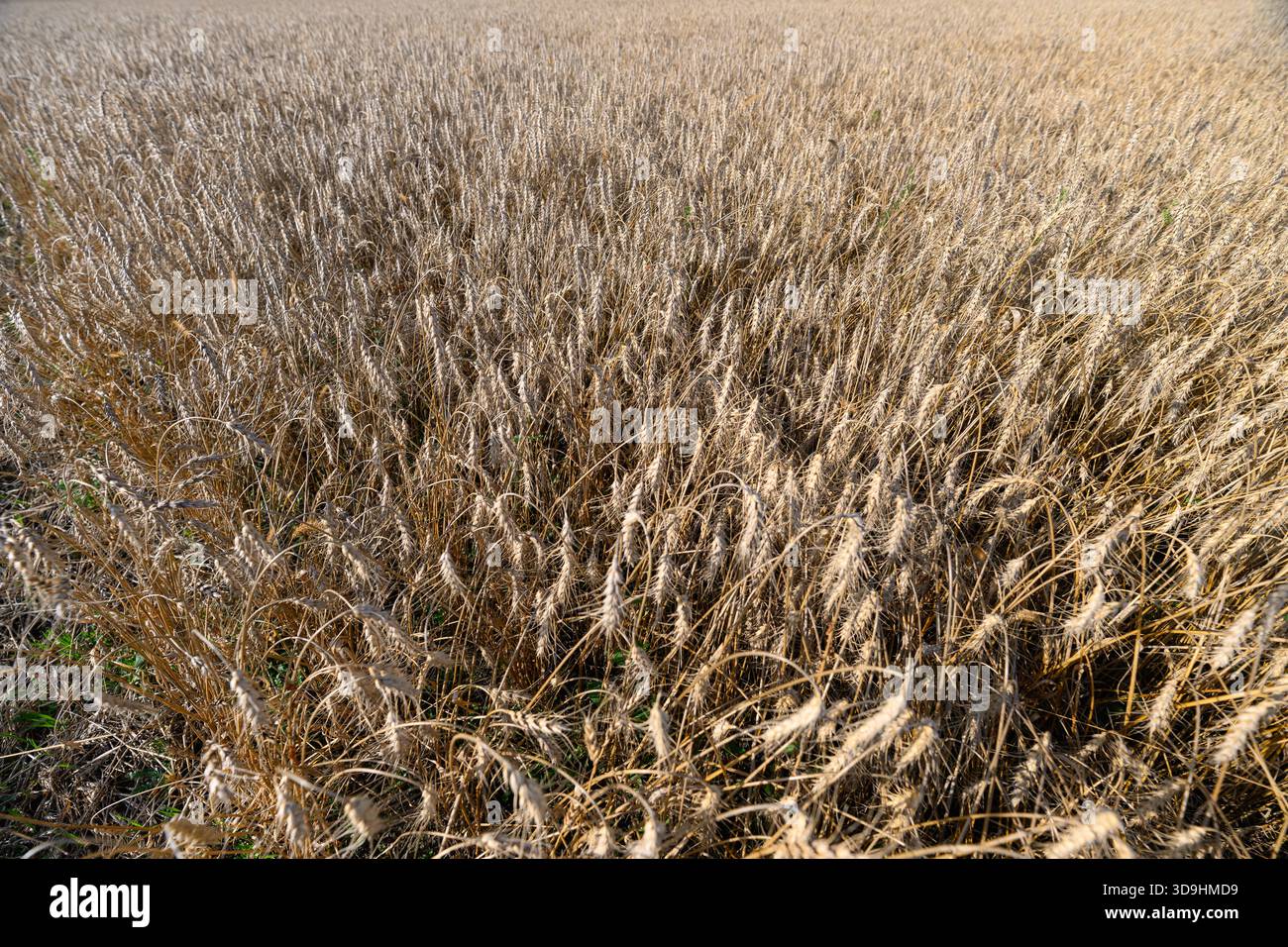 Vast sprawling field golden hi-res stock photography and images - Alamy