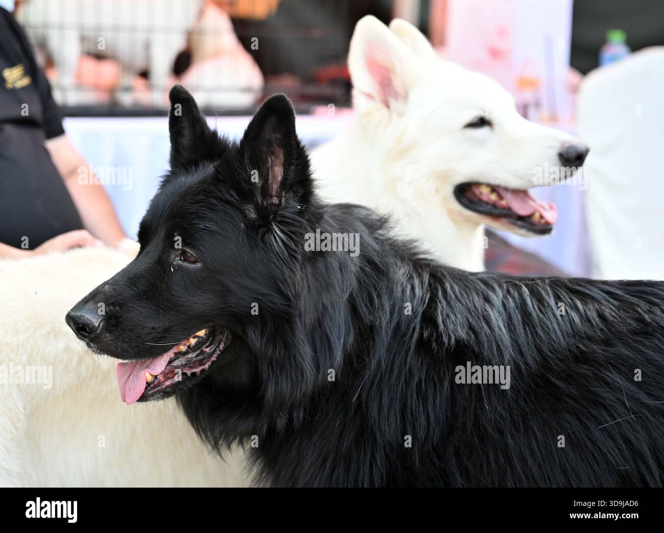 Hawalli Governorate, Kuwait. 5th Dec, 2025. Dogs are pictured at a dog ...
