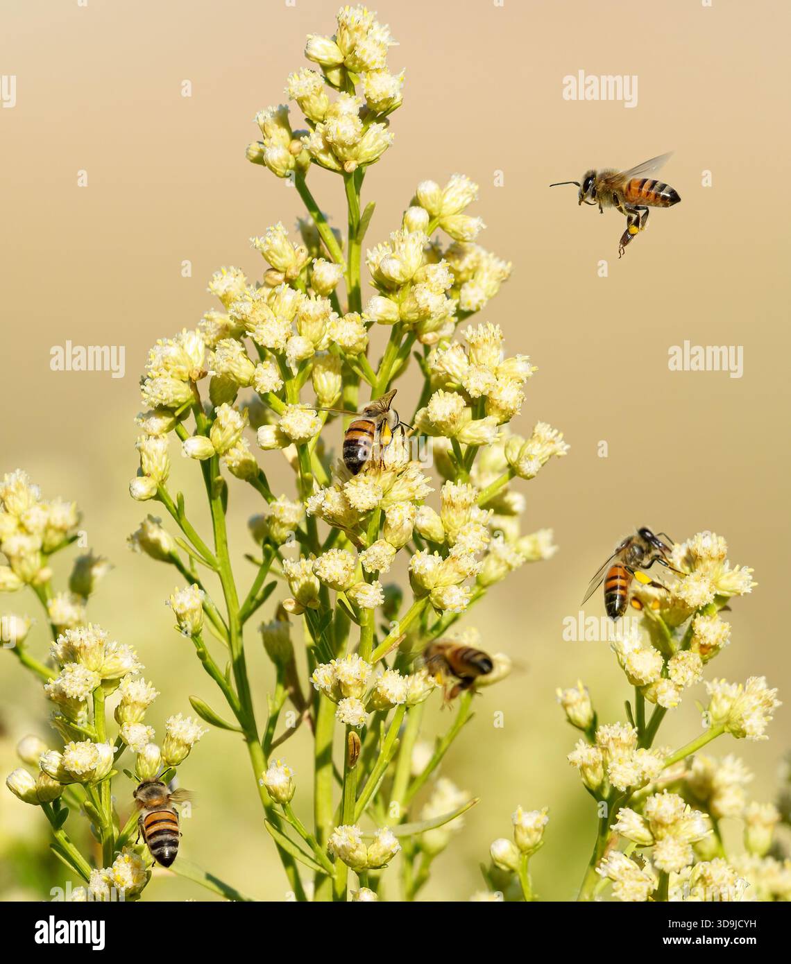 Bees full pollen baskets hi-res stock photography and images - Alamy