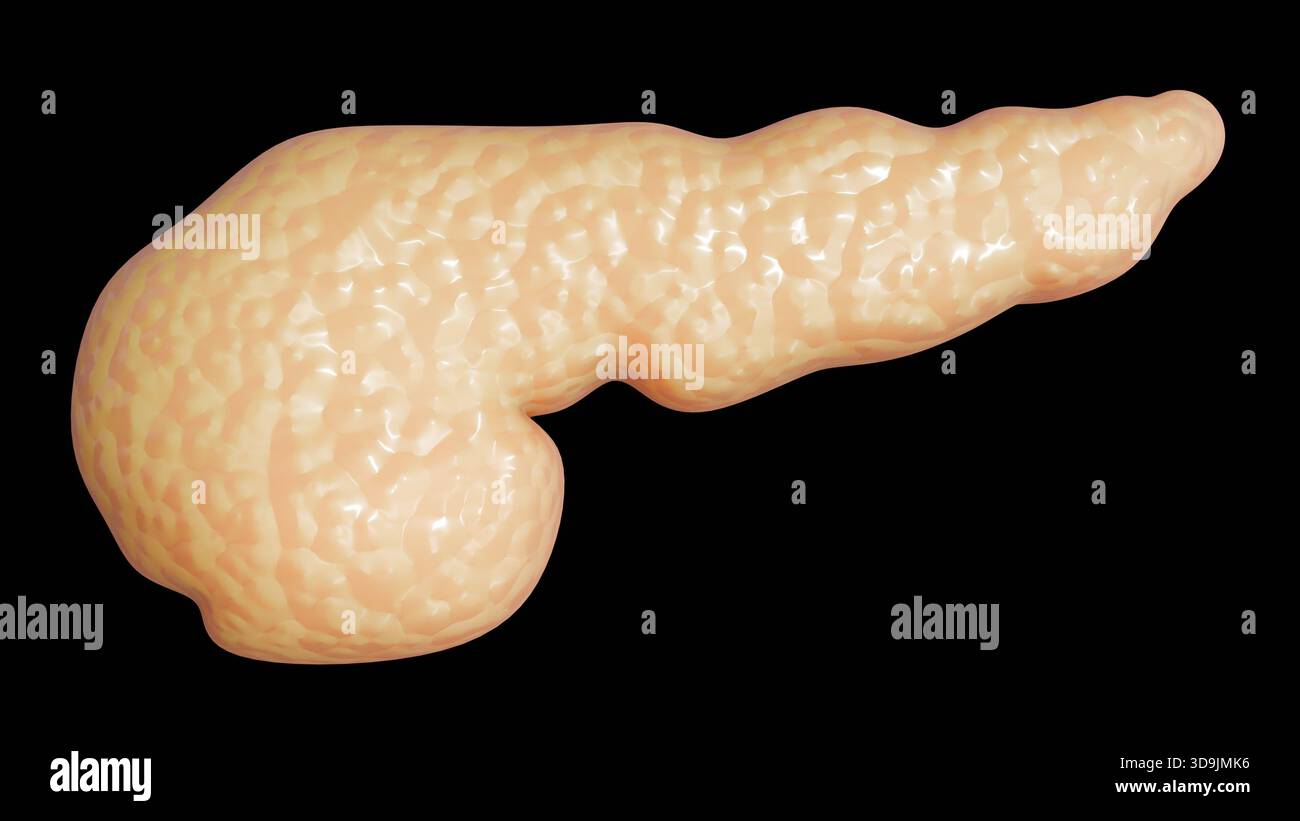 A 3d rendering of detailed medical or anatomical model of a human ...