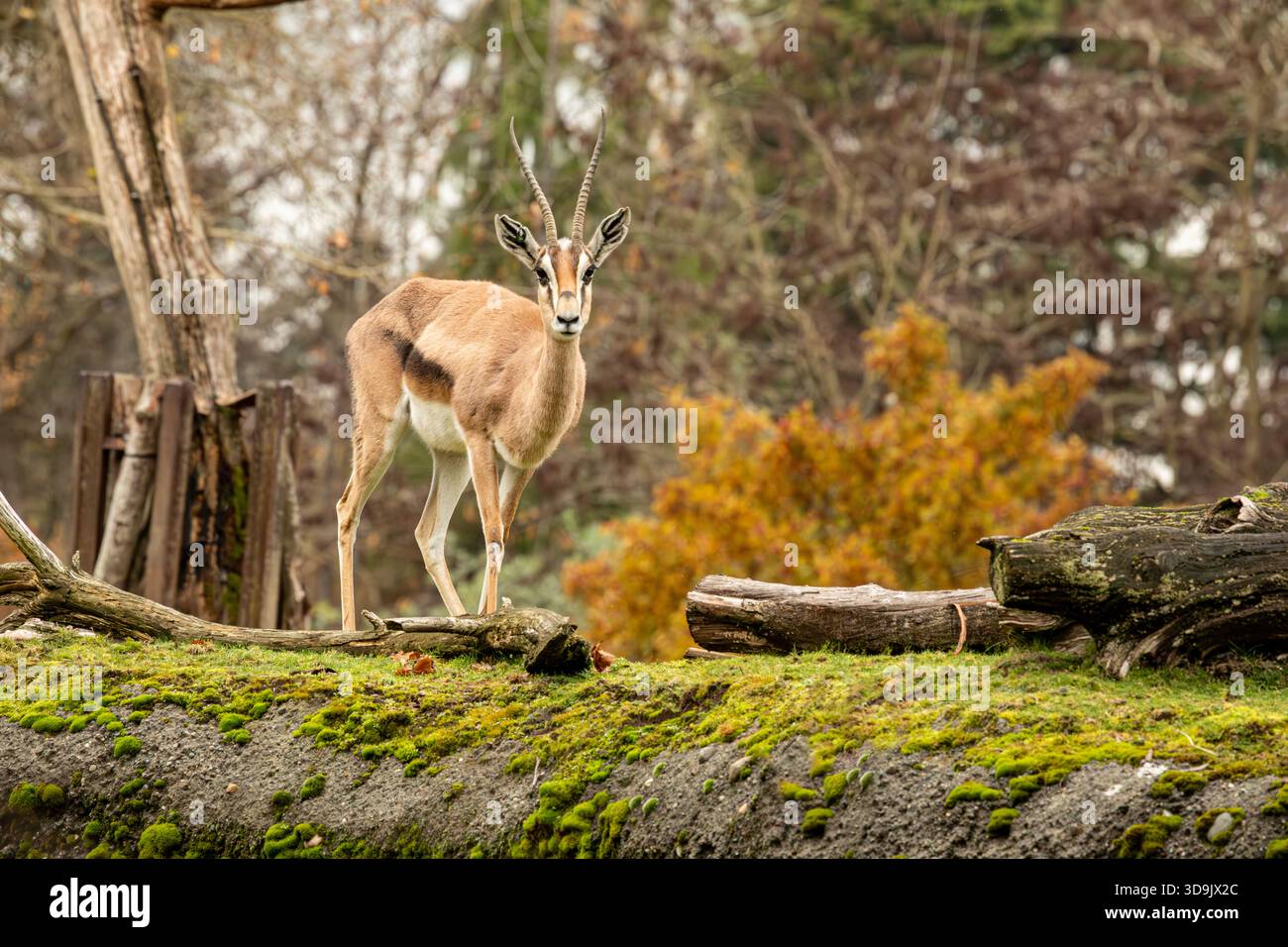 Grants Gazelle Is Larger Than Thomsons Gazelle Hi Res Stock Photography