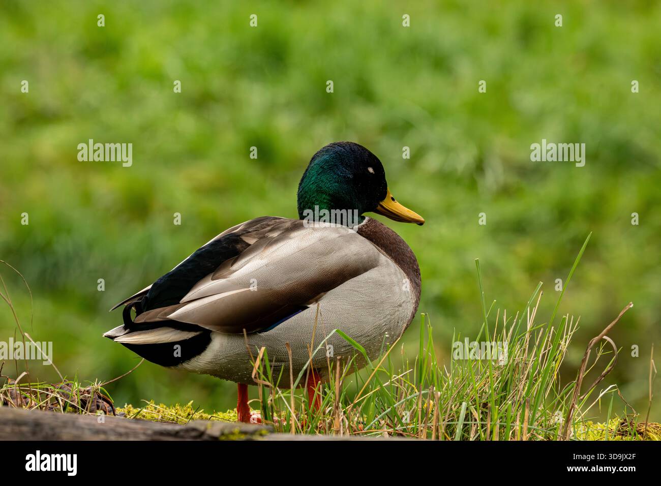 20 t0 26 inches long hi-res stock photography and images - Alamy