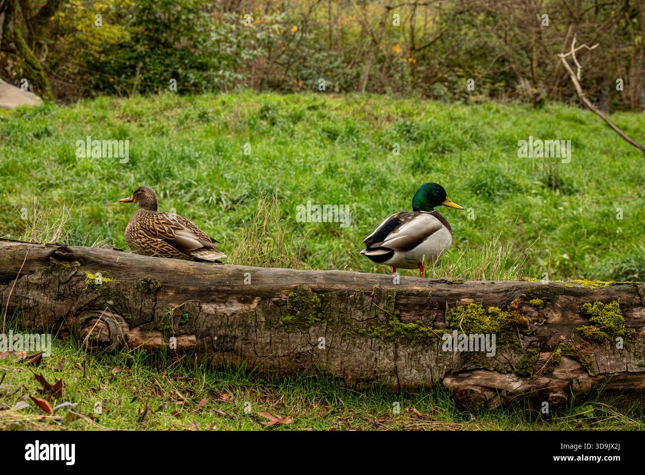 20 t0 26 inches long hi-res stock photography and images - Alamy