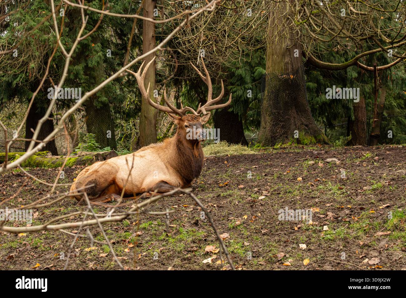 Roosevelt elk is one of the largest for its species hi-res stock ...