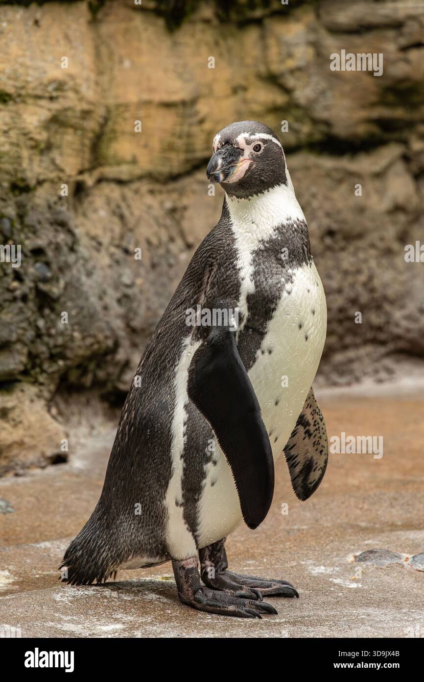 Penquin display hi-res stock photography and images - Alamy