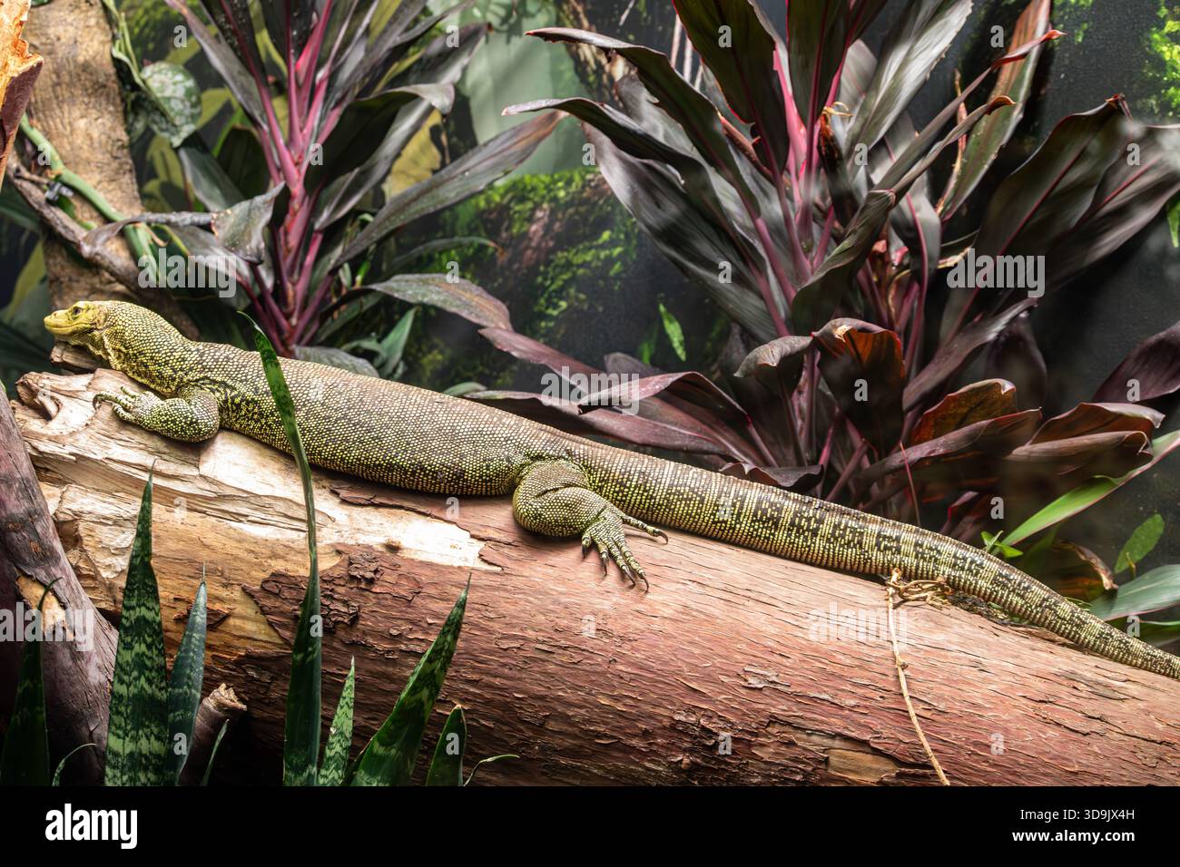 Midsized lizard hi-res stock photography and images - Alamy