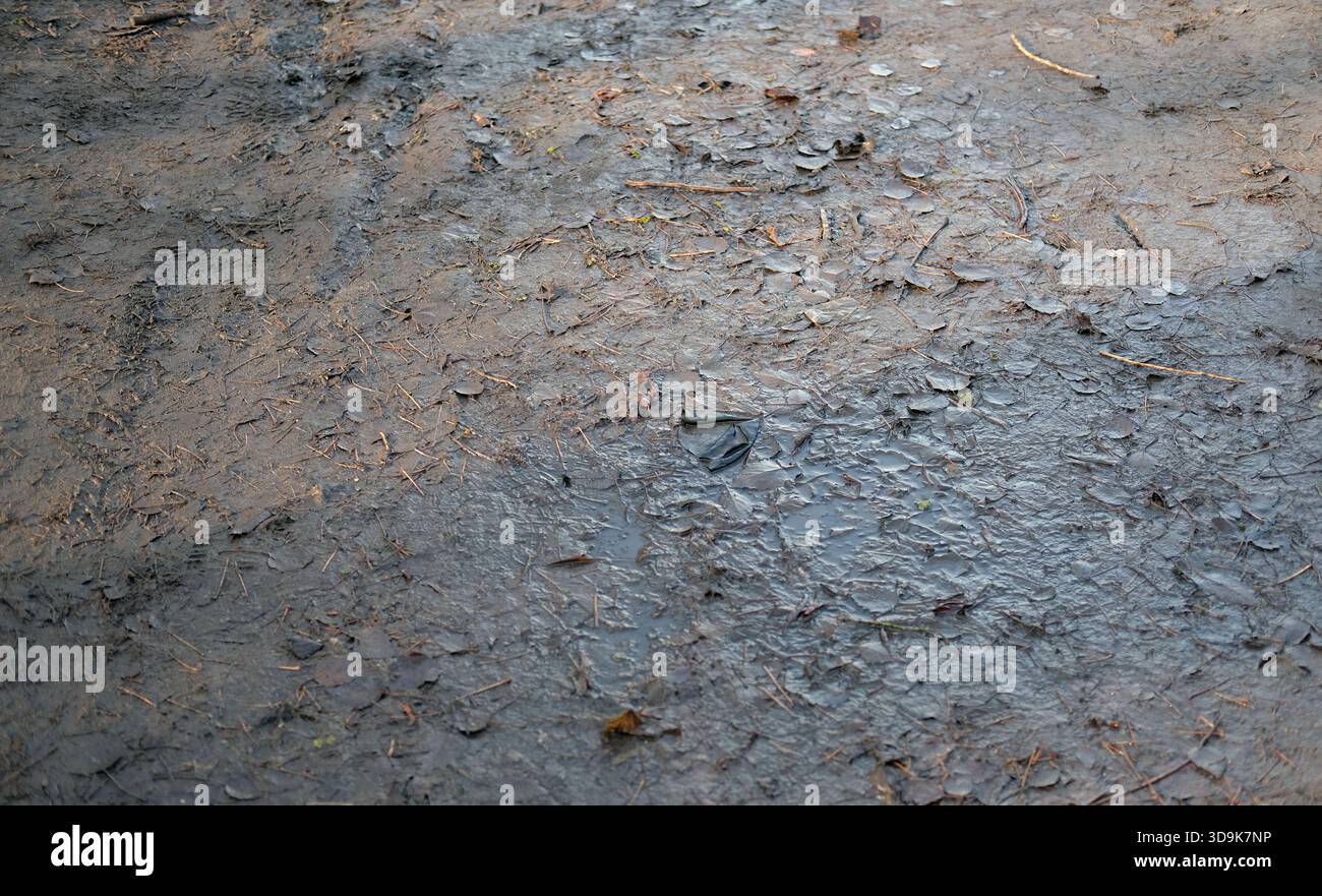 Sunlit mud and leaf-covered forest path showing dry and wet zones with ...