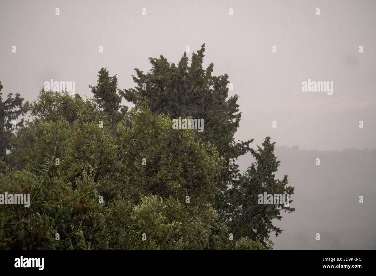 Intense heavy rainfall pouring down on green cypress and olive trees ...