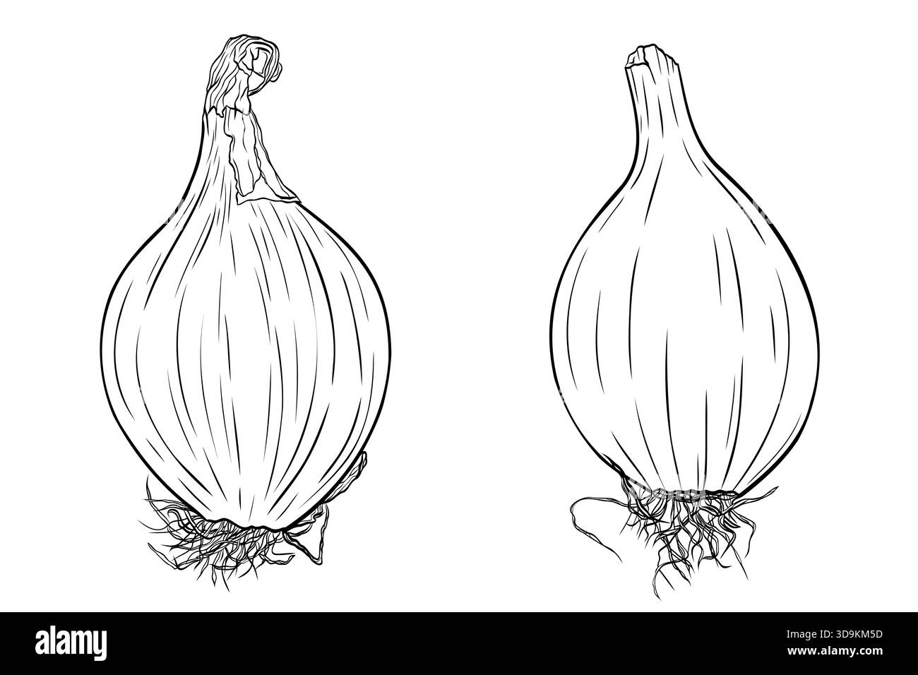 Onion head monochrome botanical aromatic vegetables illustration set ...