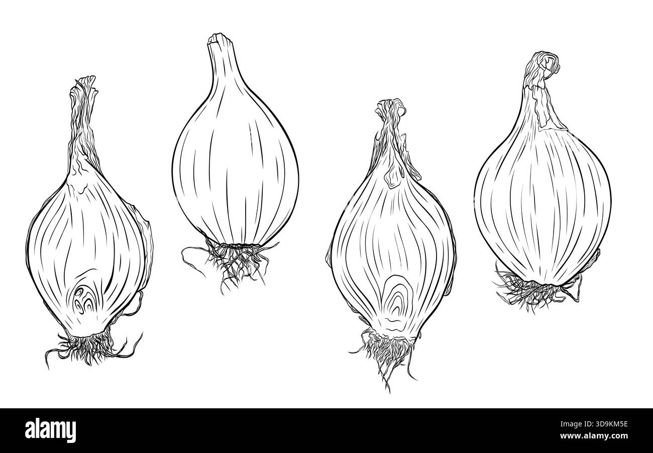 Onion head, cut lengthwise, onion slices monochrome botanical aromatic ...