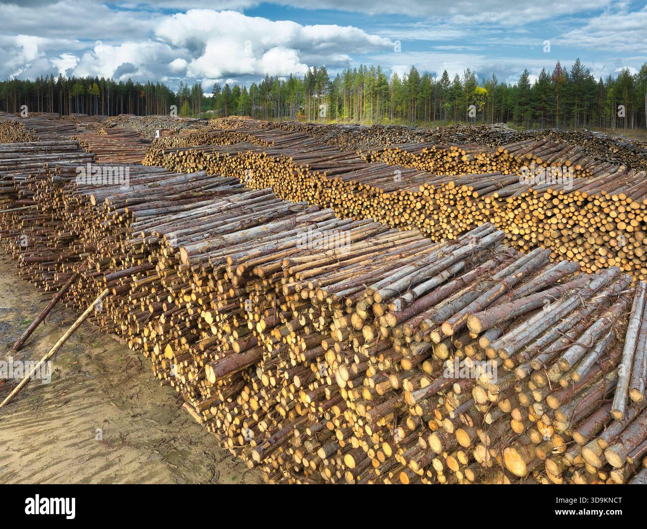 Timber storage area with neatly stacked logs under a clear blue sky in ...