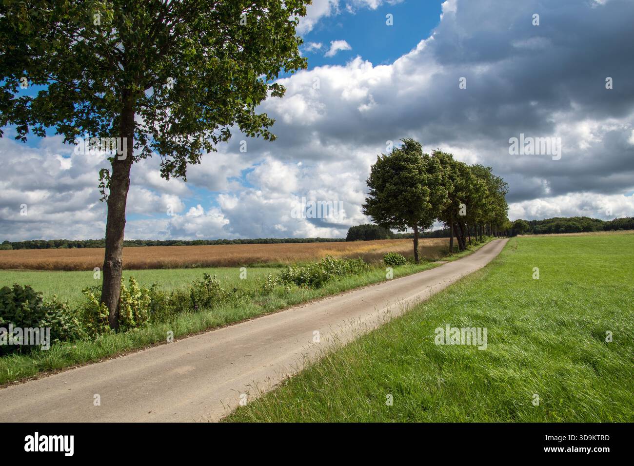Baum landschaft gras hi-res stock photography and images - Alamy