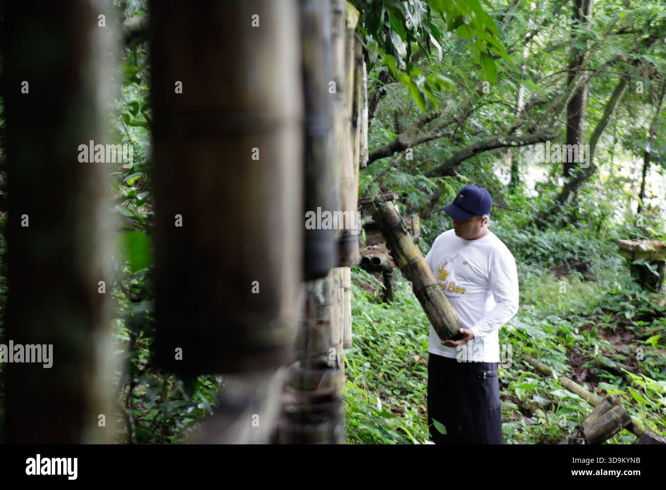 December 6, 2025, West Bandung, West Java, Indonesia: A beekeeper ...