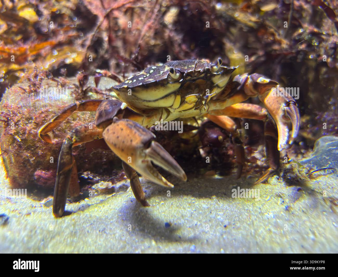 Segmented joints hi-res stock photography and images - Alamy