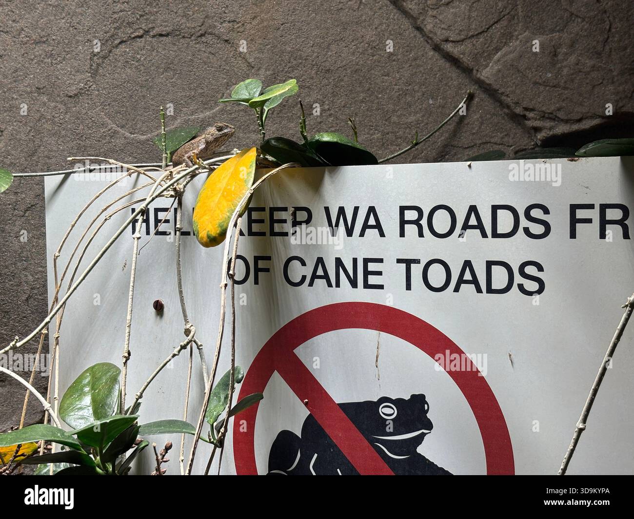 Warning sign about cane toad hazards in Malmo Castle museum aquarium in ...
