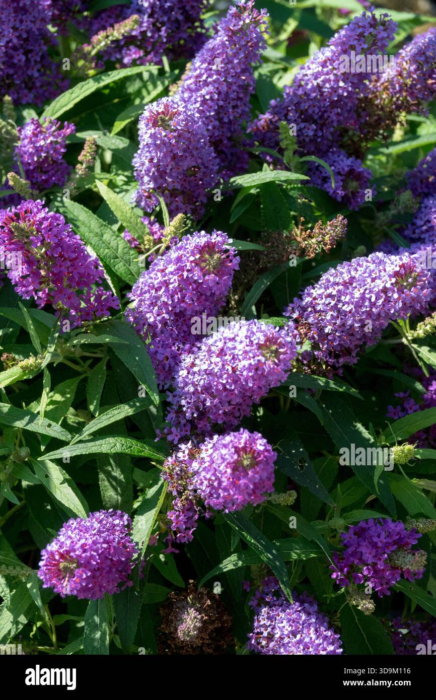 Buddleja davidii "Little Purple" plant low cultivar Stock Photo - Alamy