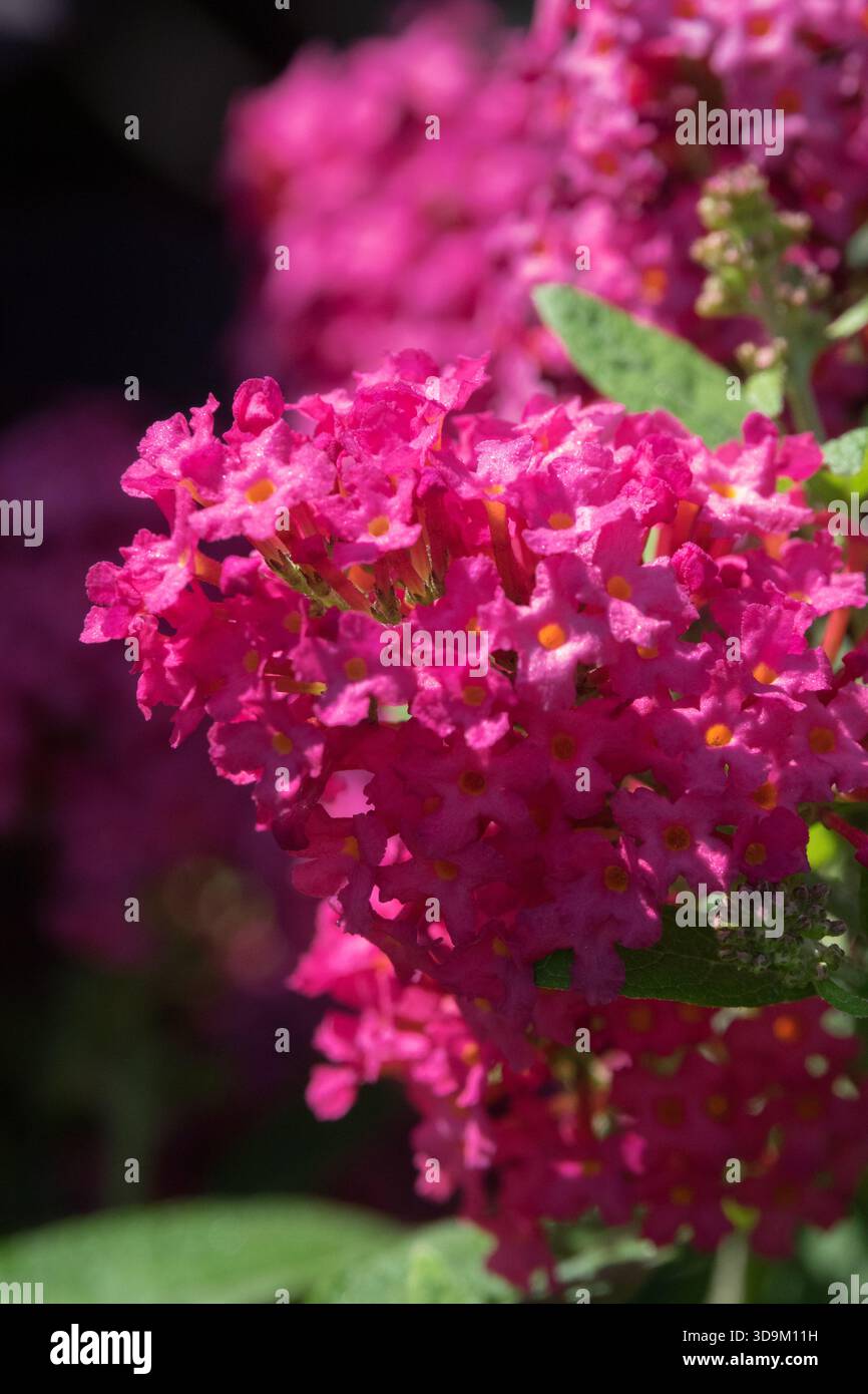 Red, Buddleja davidii "Little Ruby" Buddleja flower Stock Photo - Alamy