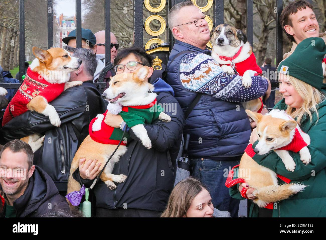 London, UK. 06th Dec, 2025. Corgis in Christmas jumpers and festive ...