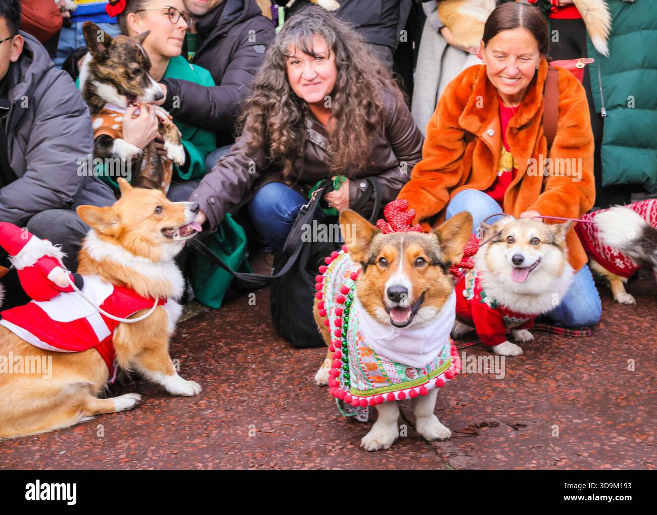 London, UK. 06th Dec, 2025. Corgis in Christmas jumpers and festive ...