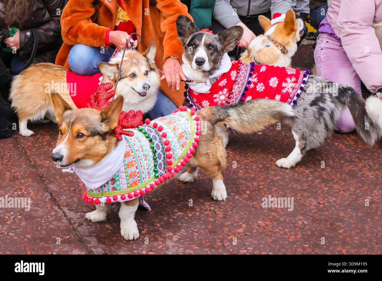 London, UK. 06th Dec, 2025. Corgis in Christmas jumpers and festive ...