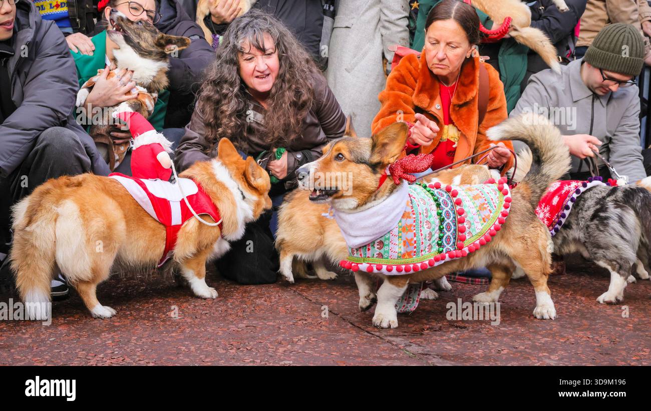 London, UK. 06th Dec, 2025. Corgis in Christmas jumpers and festive ...