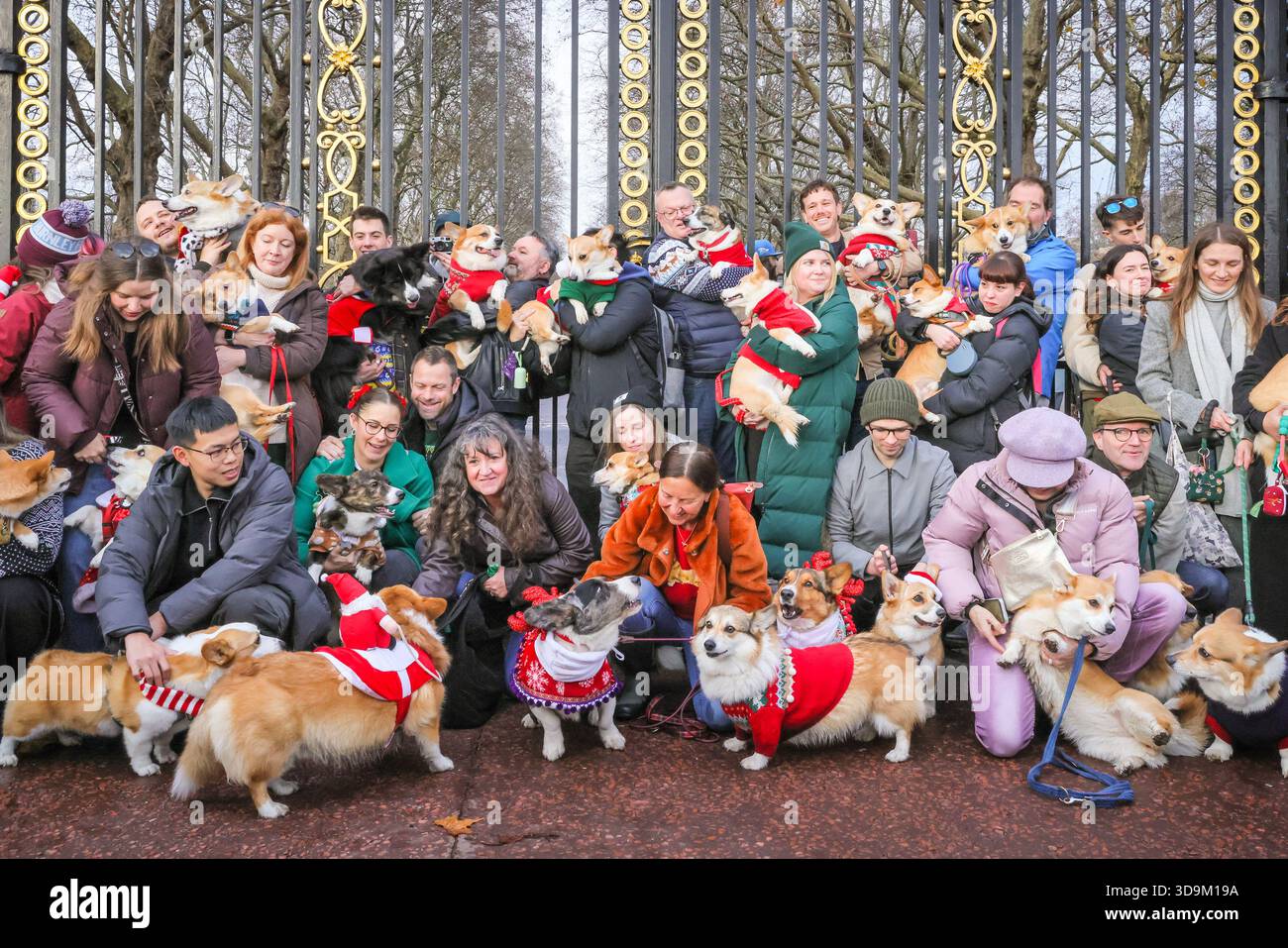 London, UK. 06th Dec, 2025. Corgis in Christmas jumpers and festive ...