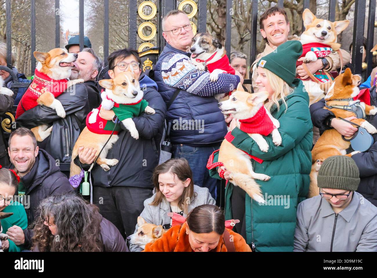 London, UK. 06th Dec, 2025. Corgis in Christmas jumpers and festive ...