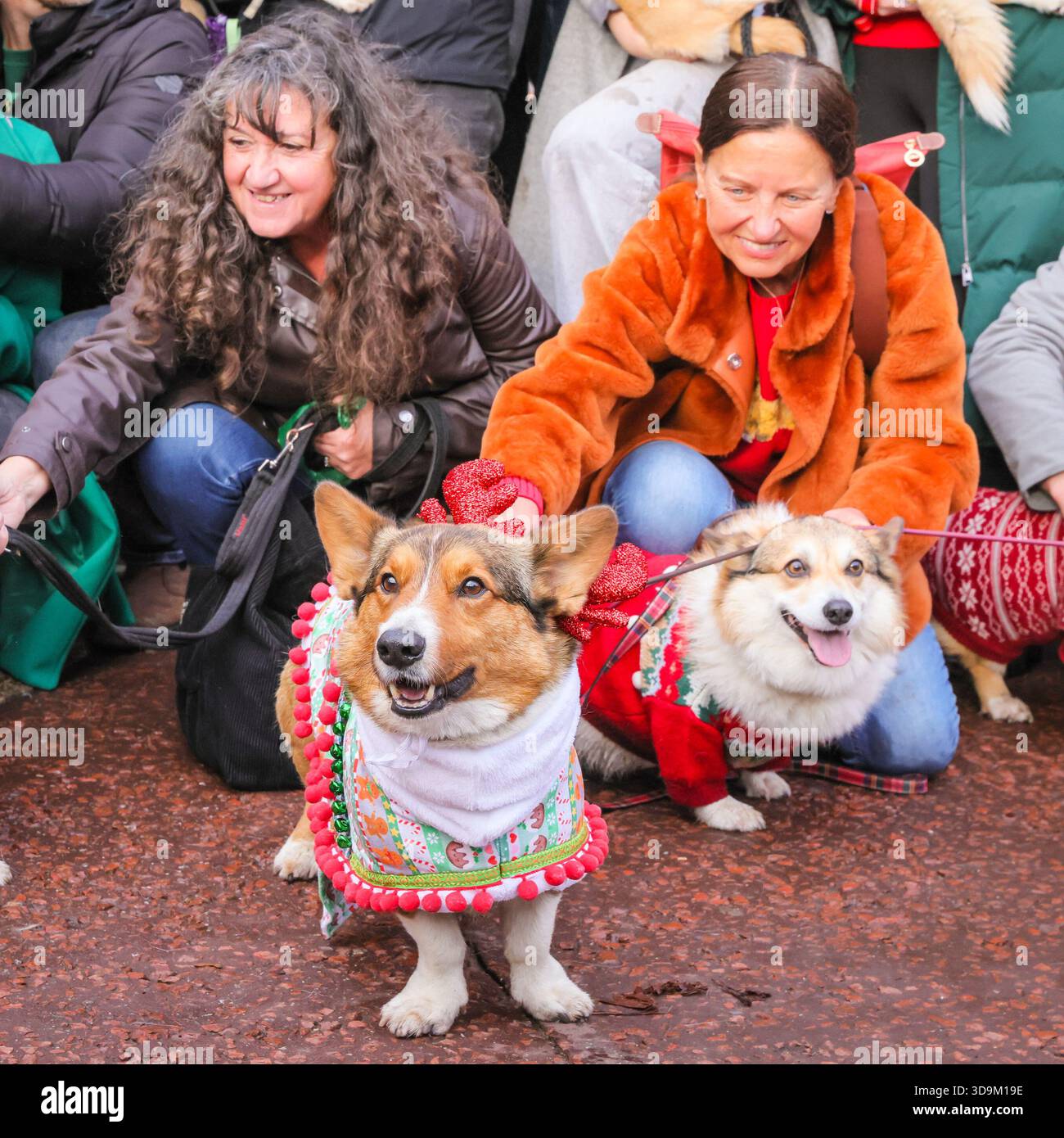 London, UK. 06th Dec, 2025. Corgis in Christmas jumpers and festive ...