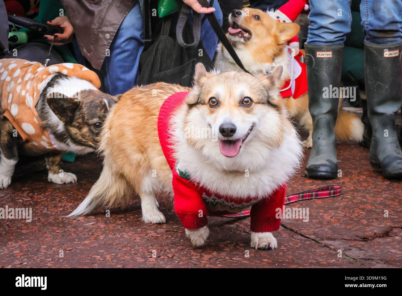 London, UK. 06th Dec, 2025. Corgis in Christmas jumpers and festive ...