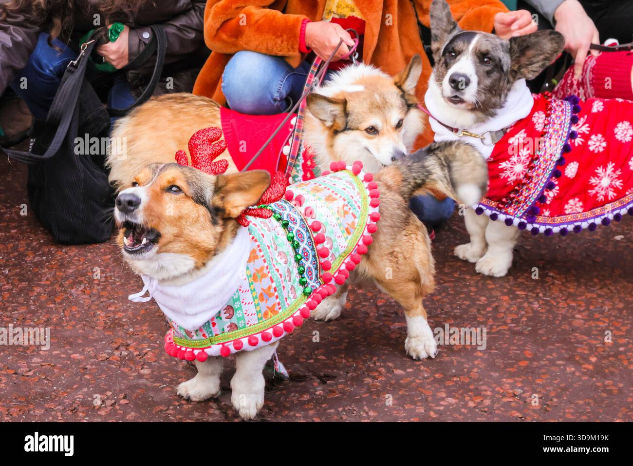 London, UK. 06th Dec, 2025. Corgis in Christmas jumpers and festive ...